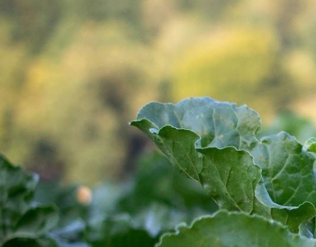 Hansa Melasse | Sugar Beet Molasses