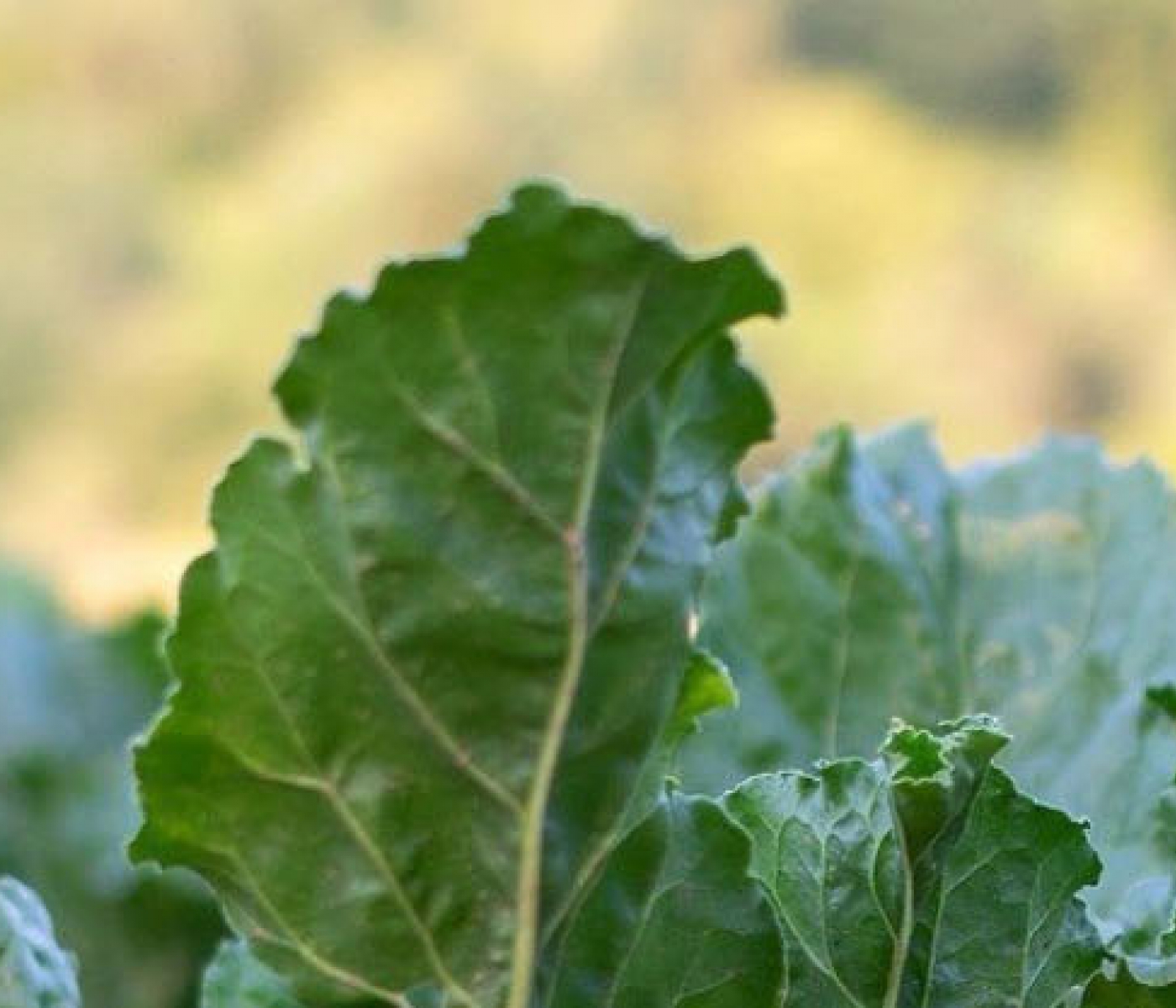 Hansa Melasse | Sugar Beet Molasses