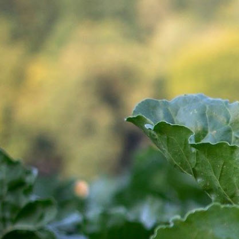 Hansa Melasse | Sugar Beet Molasses